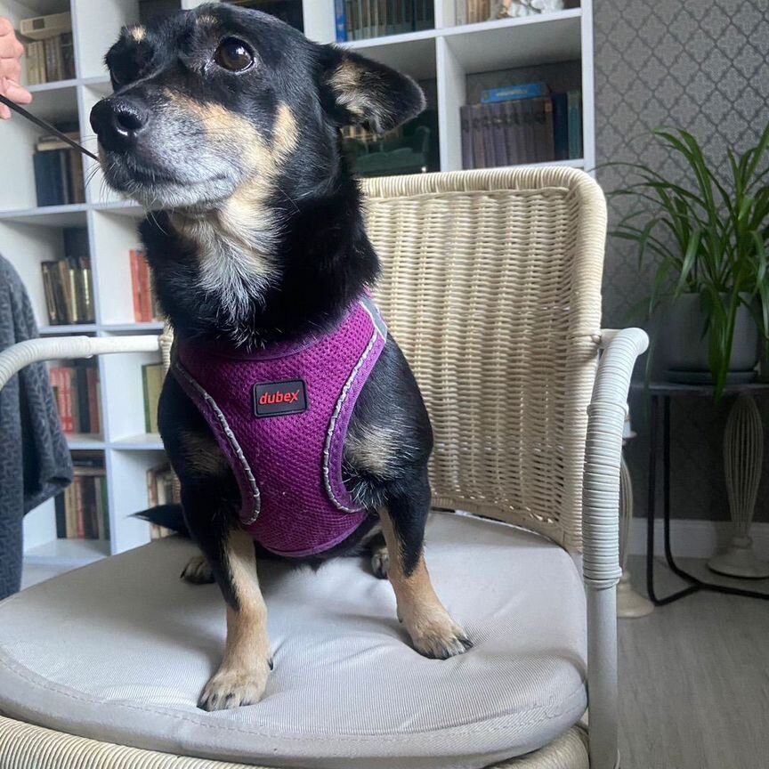 Собака в добрые руки