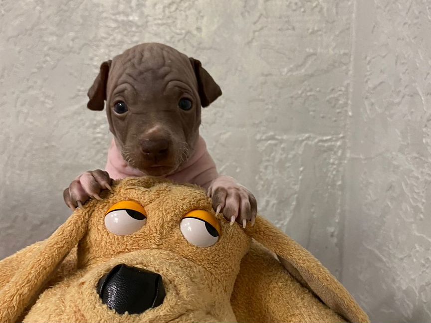 Американский голый терьер