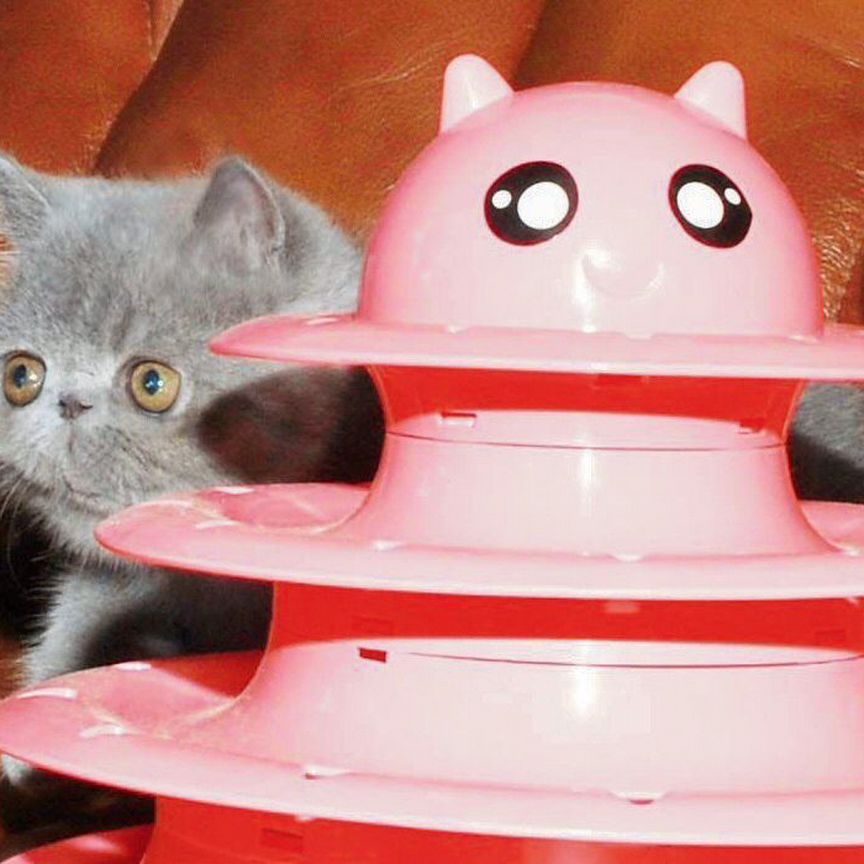 Самый красивый котенок
