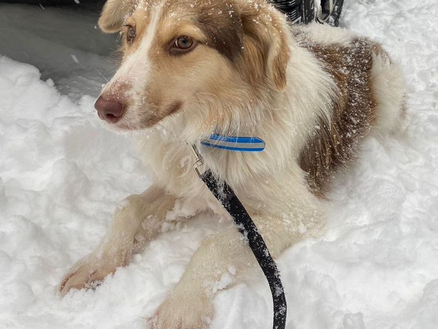 Бимка ищет дом