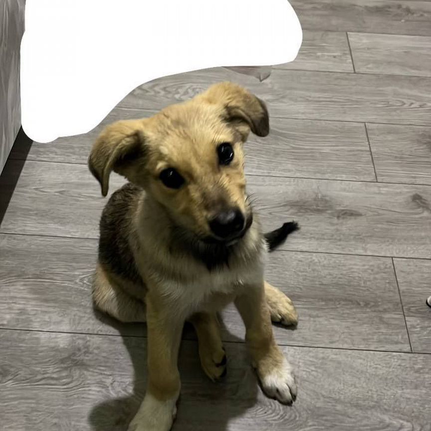 Щенок в добрые руки