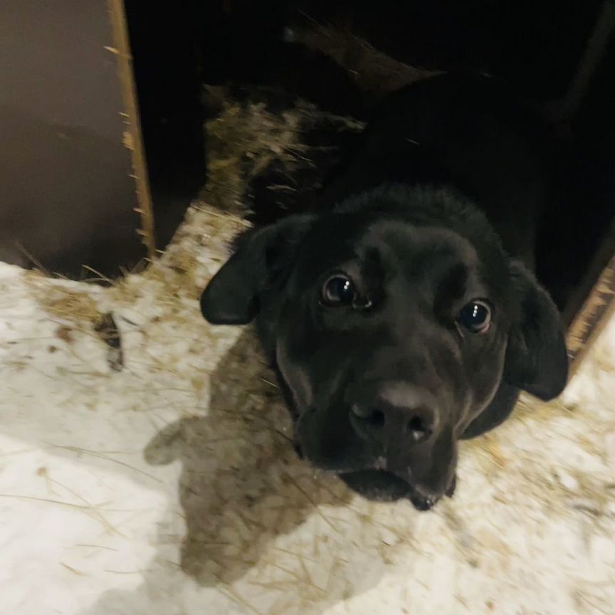 Отдам в добрые руки лабрадора