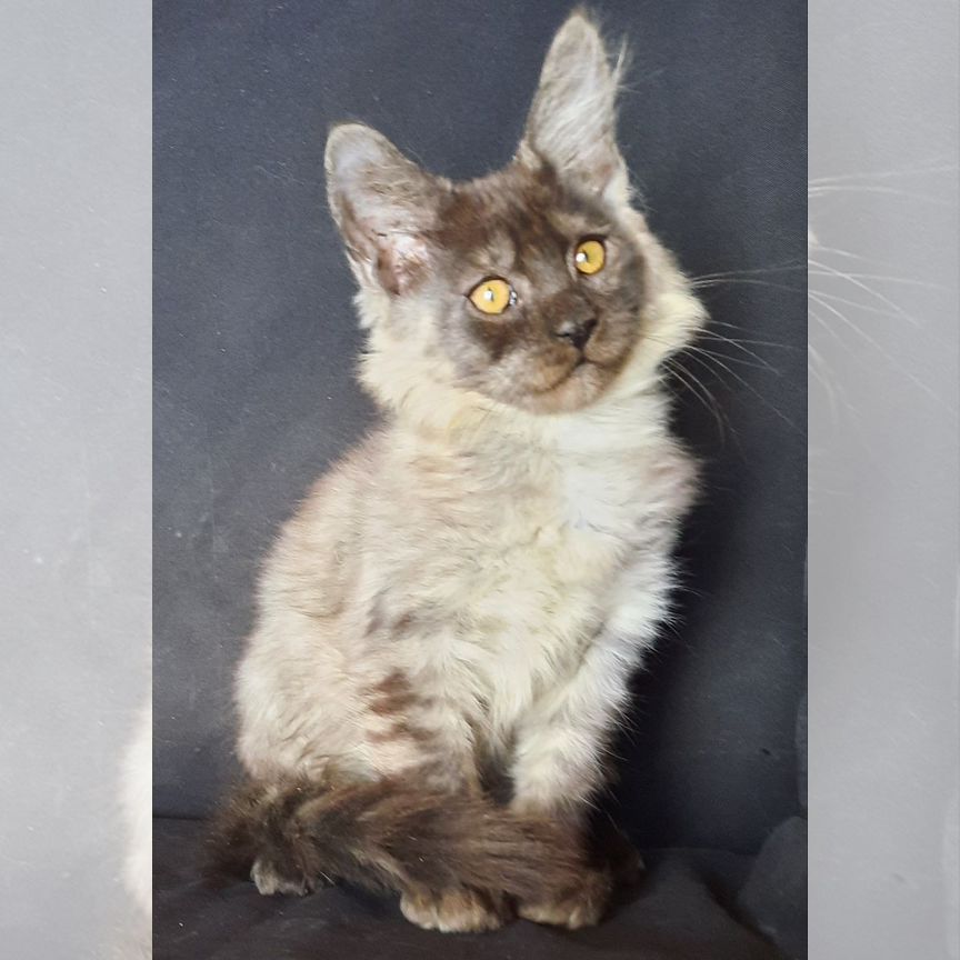 Мейн-кун котёнок