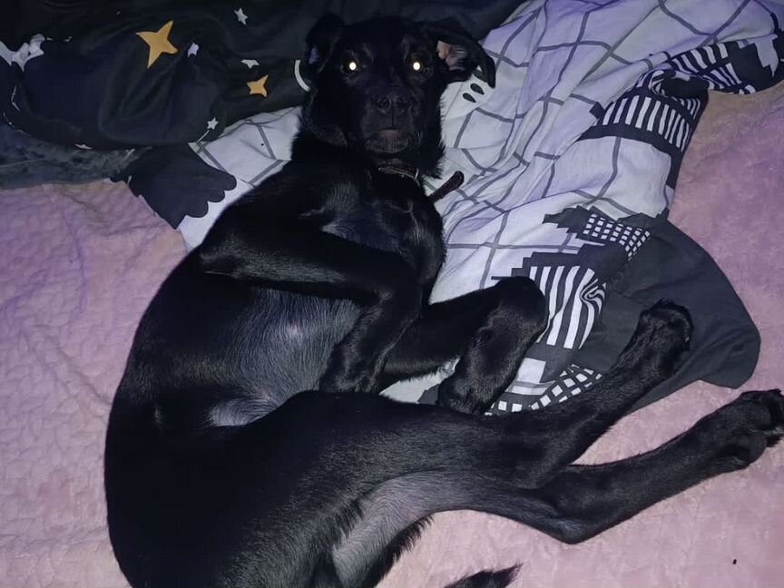 Собака в добрые руки