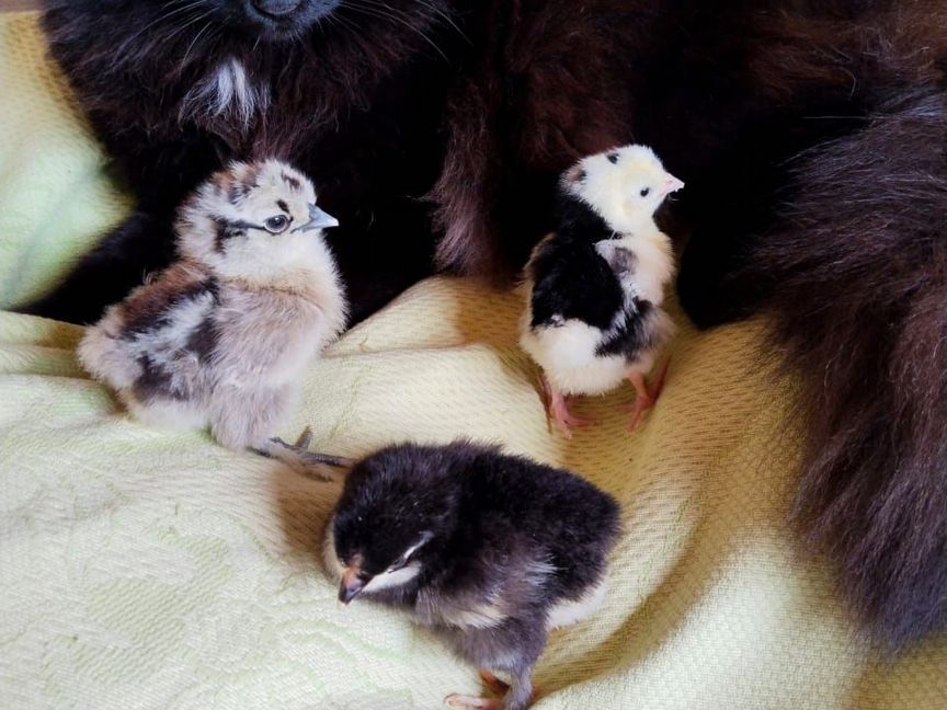 Цыплята китайская шёлковая, маран, леггорн