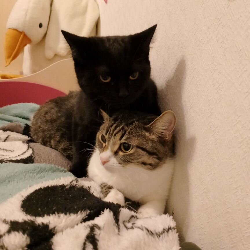 Кошки в добрые руки бесплатно