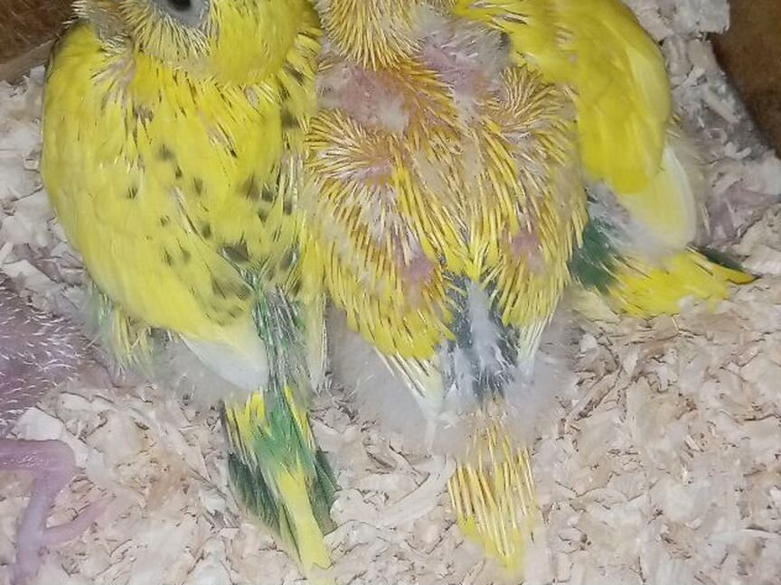 Попугаи волнистые малыши,получехи малыши