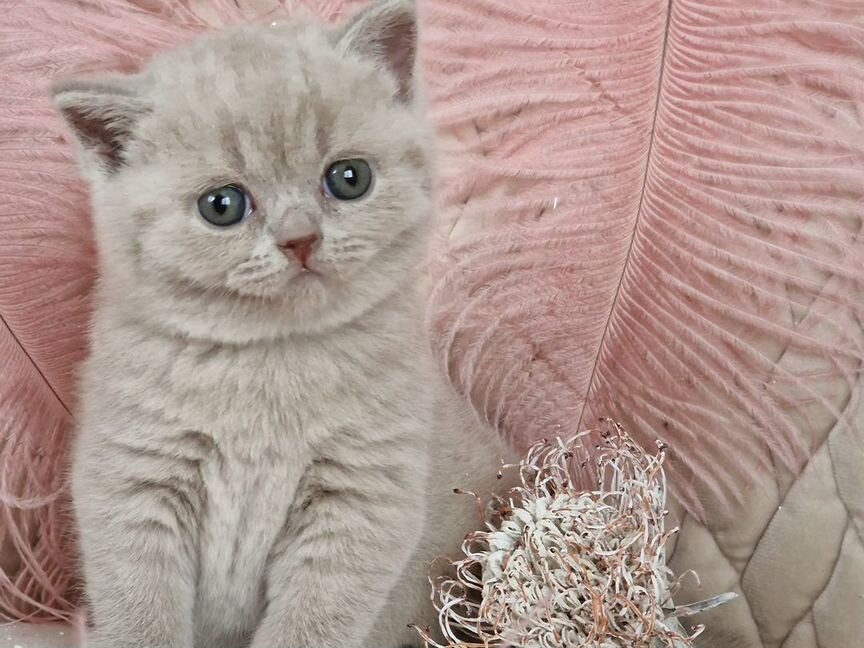 Британская лиловая кошечка