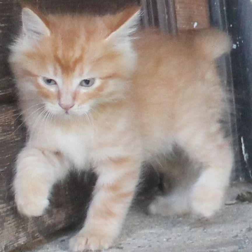 Котята курильский бобтейл москва