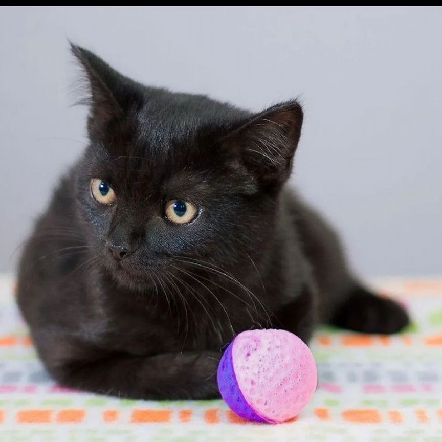 Таша игривая и озорная 3 мес