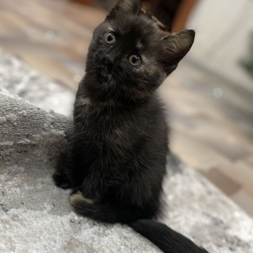 Котёнок в добрые руки