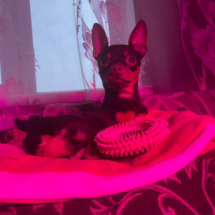 Мини тойчик вязка