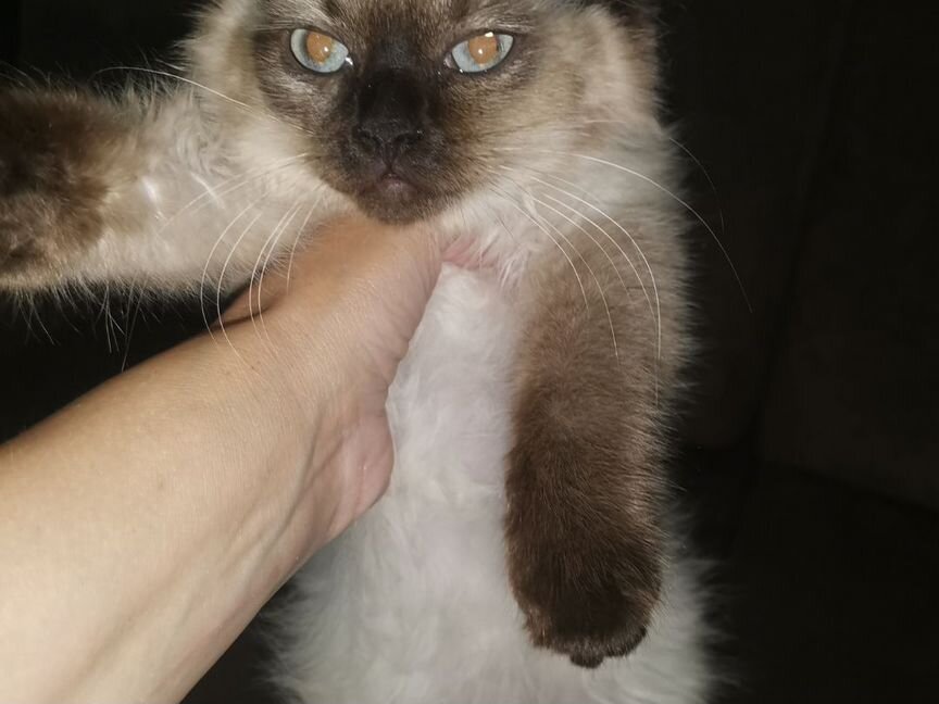 Продам кошечку