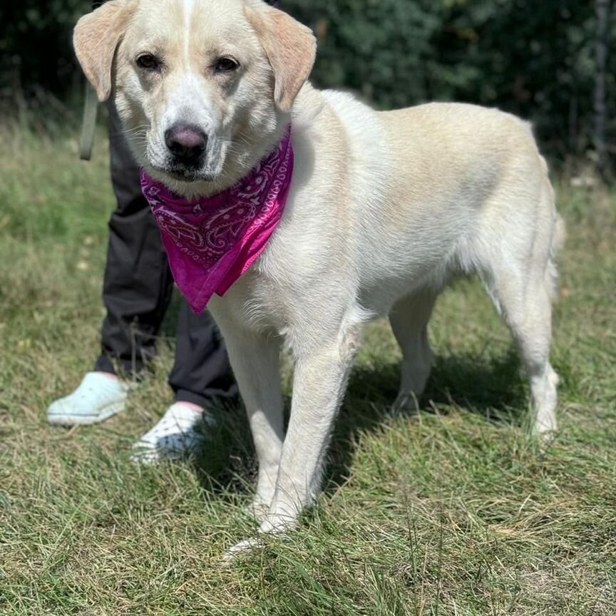 Нэнси ищет дом