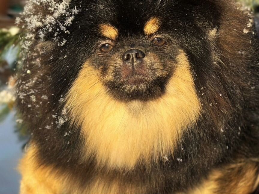 Померанский шпиц медвежьего типа девочка 11 мес