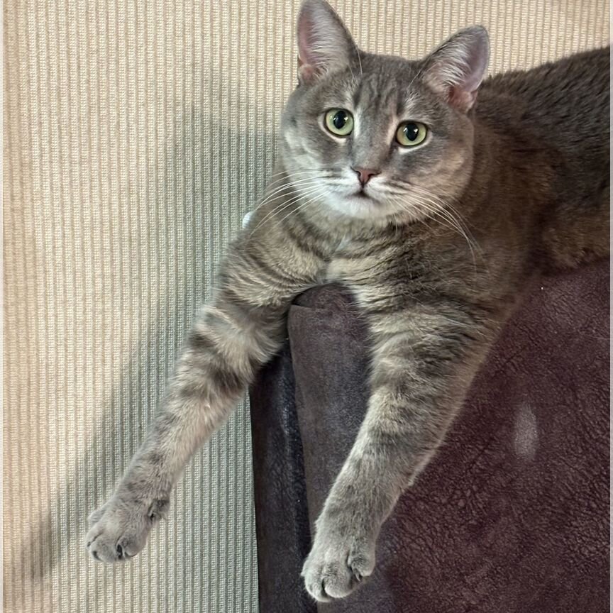 Взрослая, кошка в добрые руки