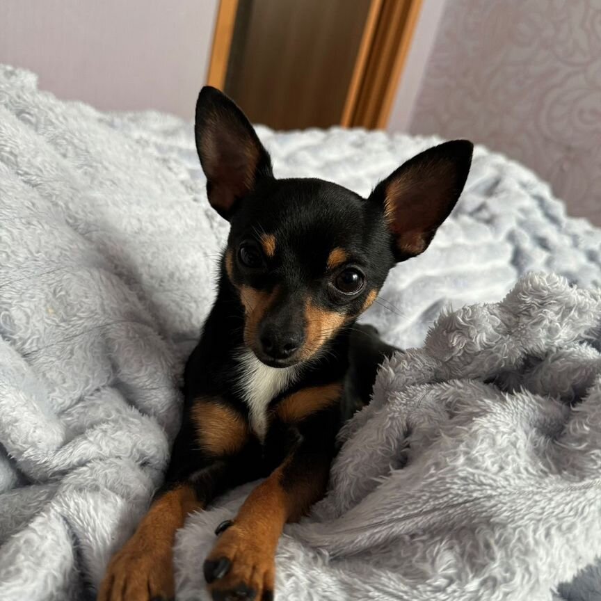 Мини той-терьер вязка