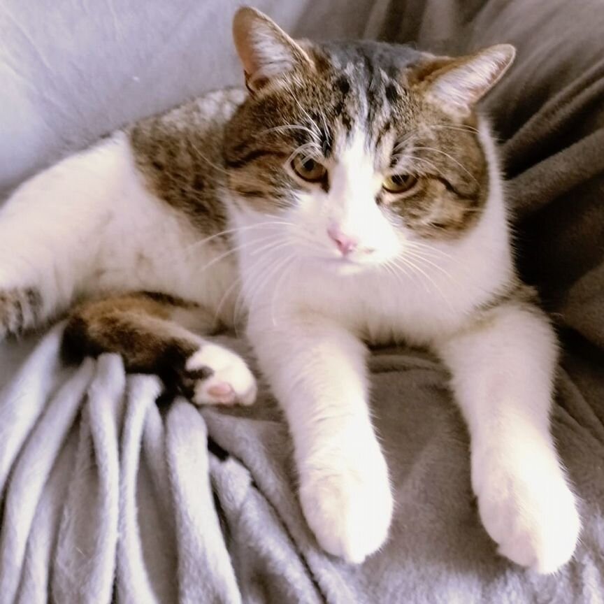 Взрослый кот в добрые руки