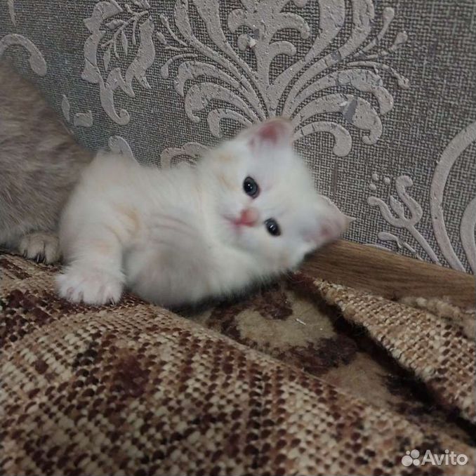 Котятки с вет паспортом 2 мес