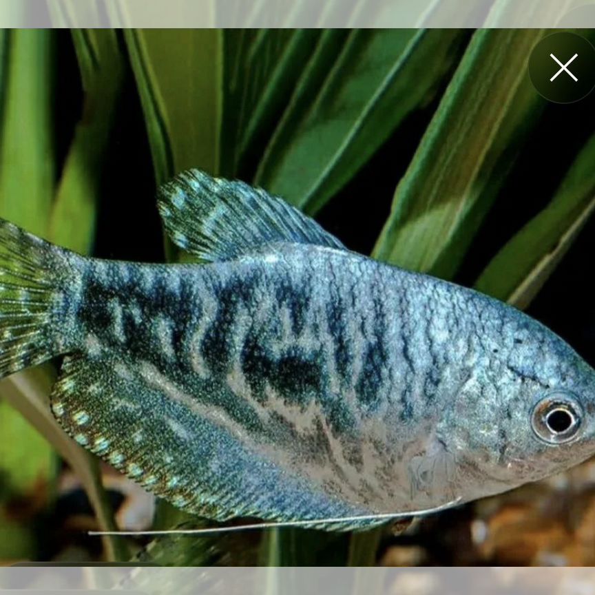 Гурами мраморный