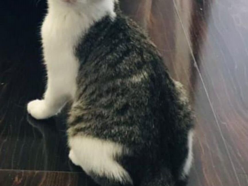 Котенок девочка 4 месяца