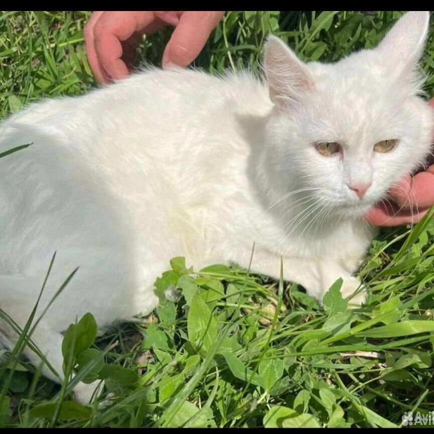 Турецкая ангора