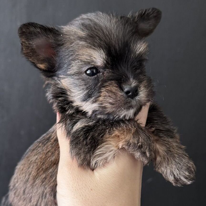 Йоркширский терьер, щенок