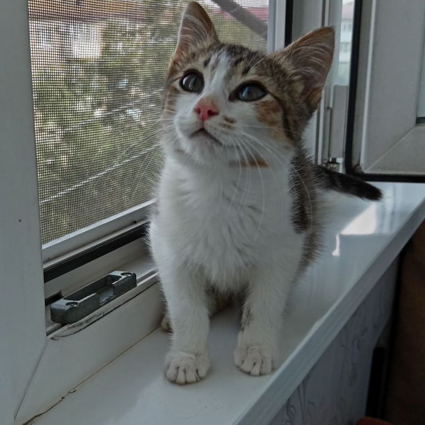 Котята в добрые руки бесплатно мальчик