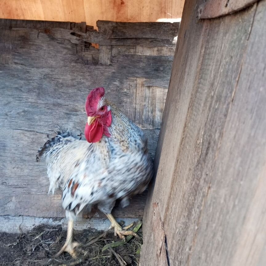 Молодой рябой петух