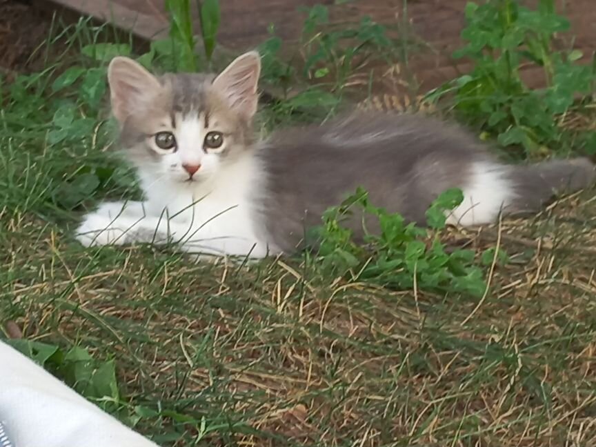 Котята в добрые руки