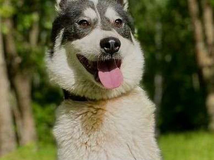 Собака бесплатно, молодая