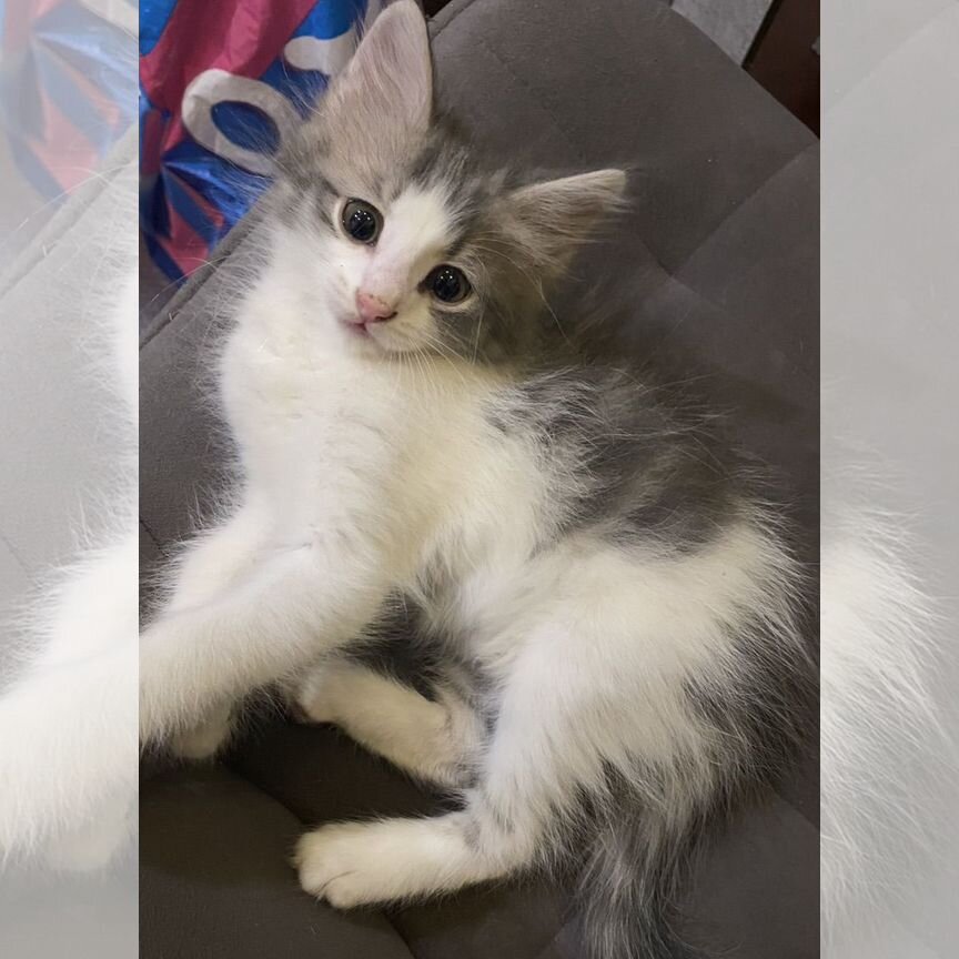 Котёнок в добрые руки