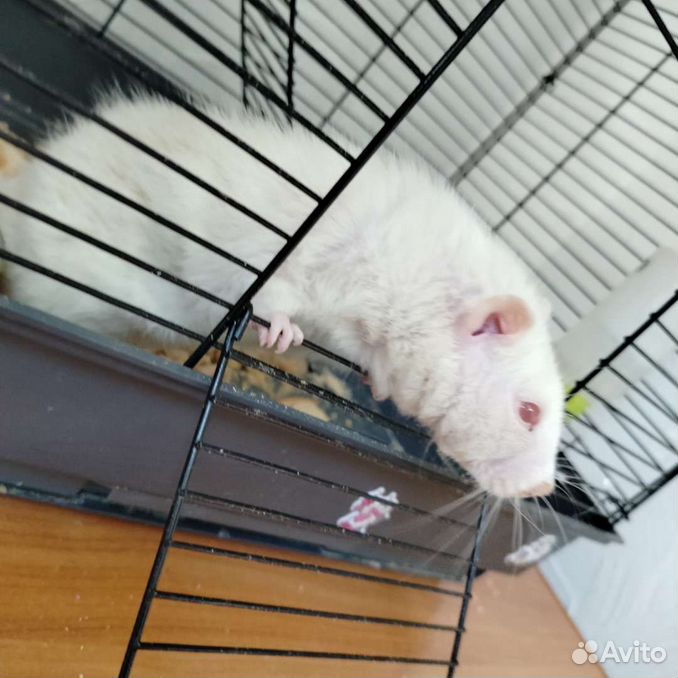 Крыса "альбинос"