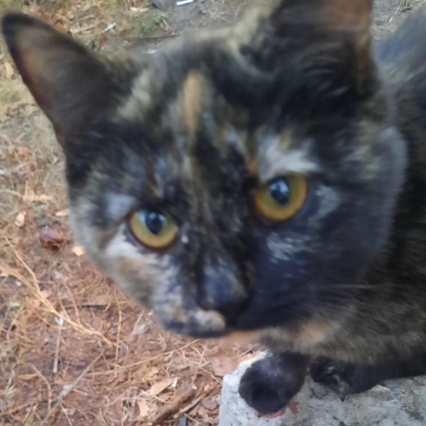 Котята в добрые руки бесплатно
