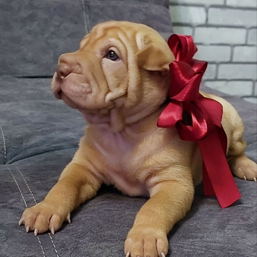 Шарпейная красавица