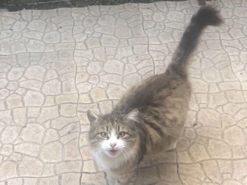 Кошка (чья кошка )