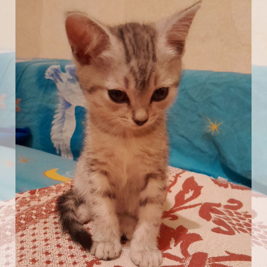 Кошечка самая лучшая