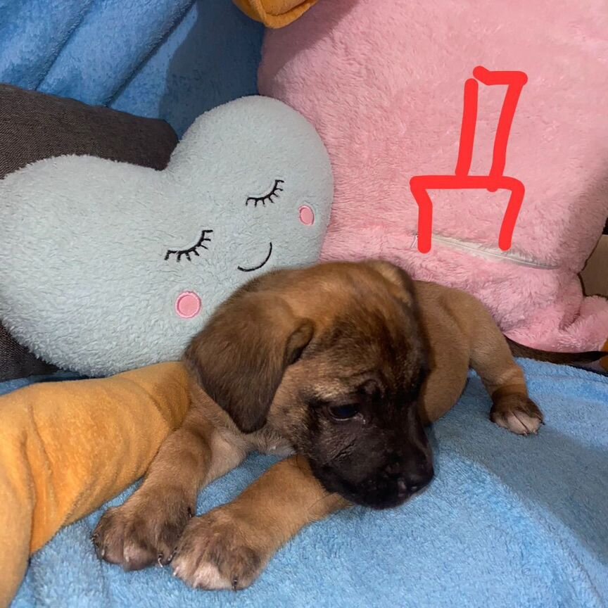 Щеночки в добрые руки