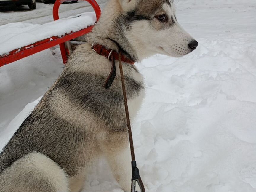 Хаски девочка Сибирская