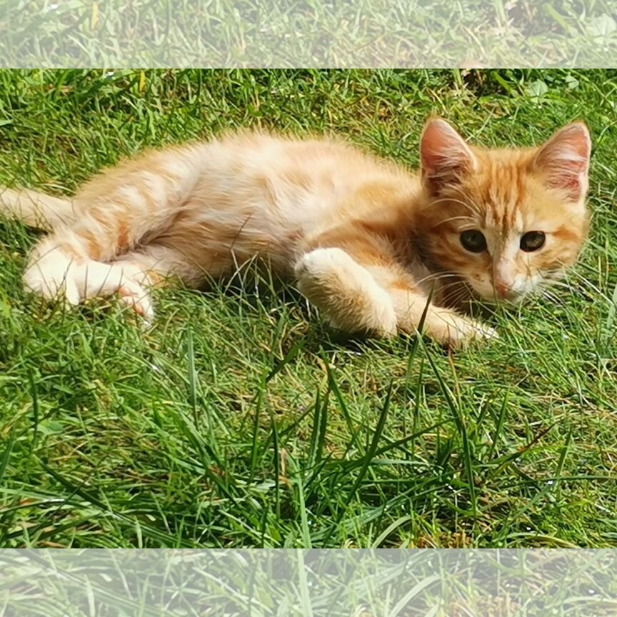 Рыжий котенок мальчик