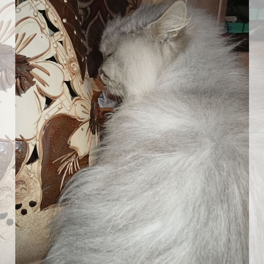 Сибирская, взрослая кошка