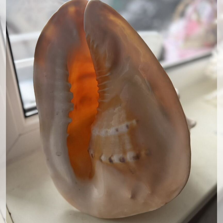 Ракушка морская большая