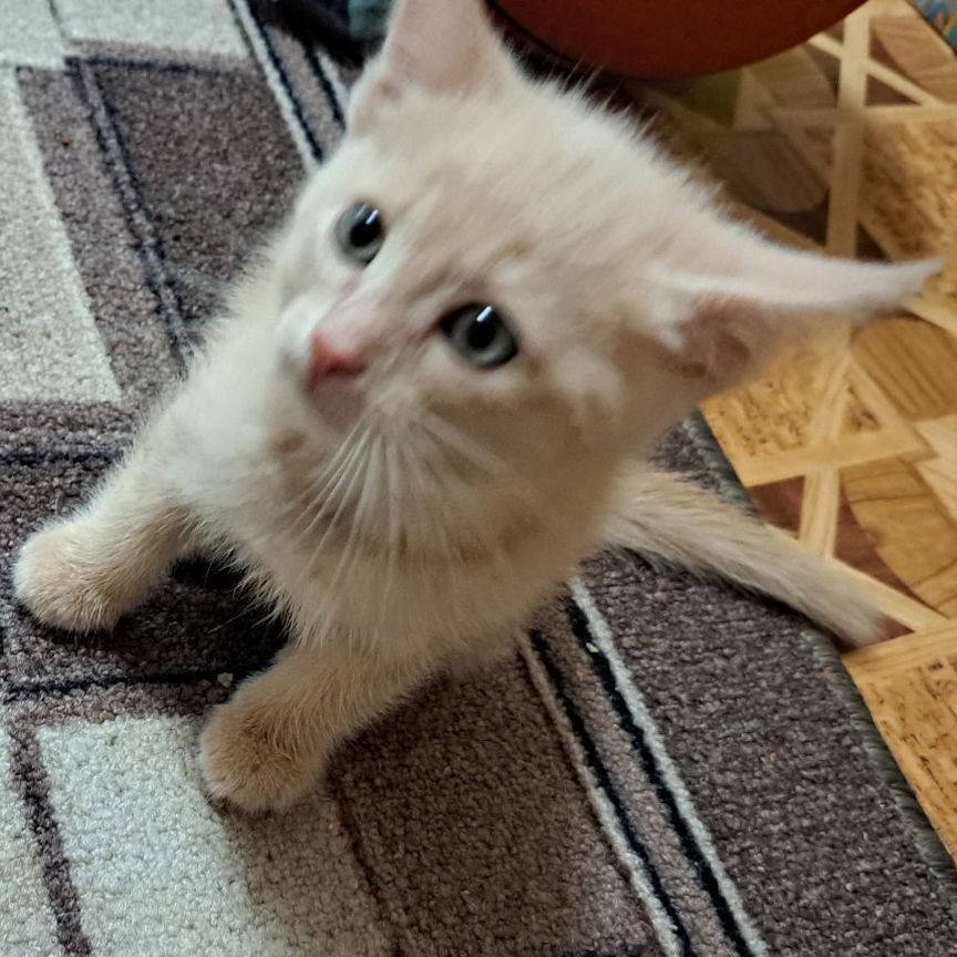 Котятки ищут дом