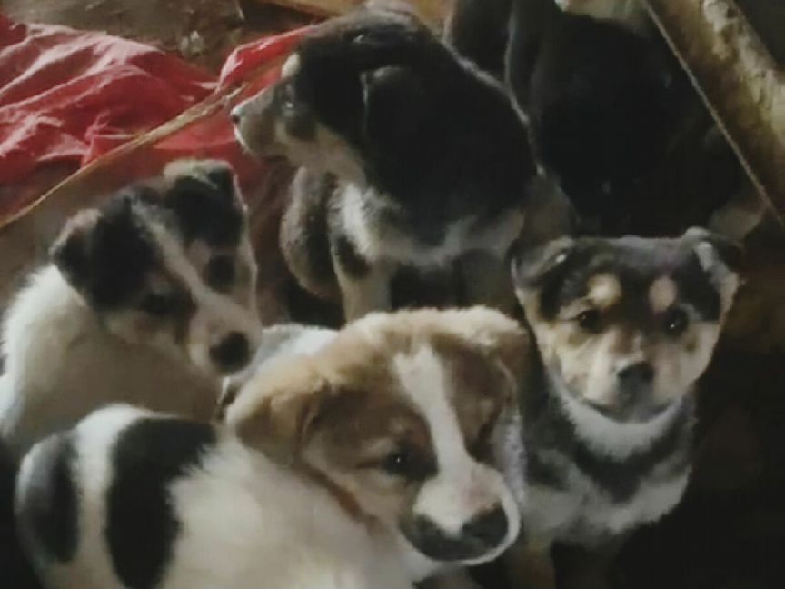 Бездомные щенки ищут дом