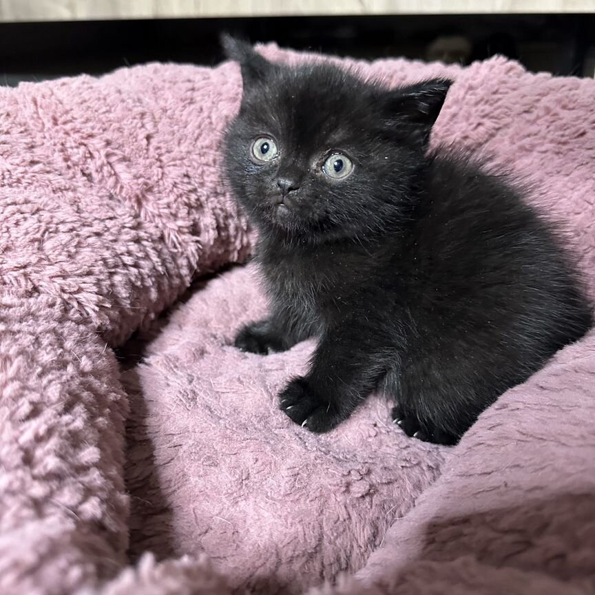 Шотландский котенок