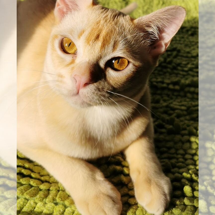 Котёнок от частного владельца