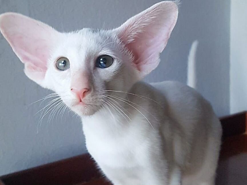 Ориентальные котята с полным пакетом докуметов