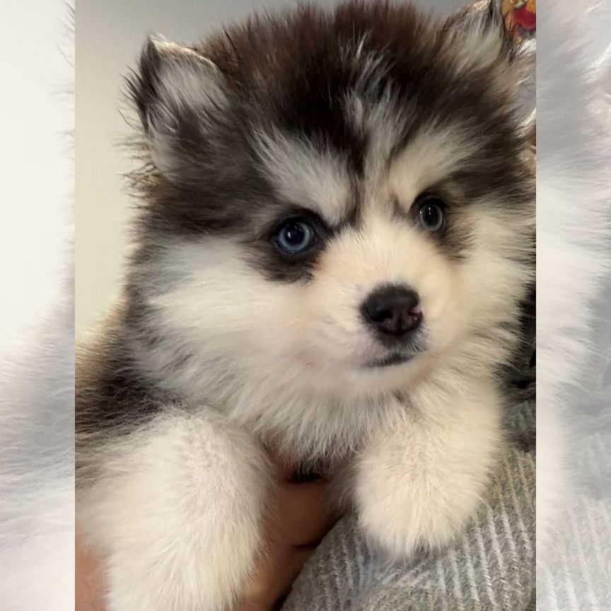 Померанский шпиц, щенок