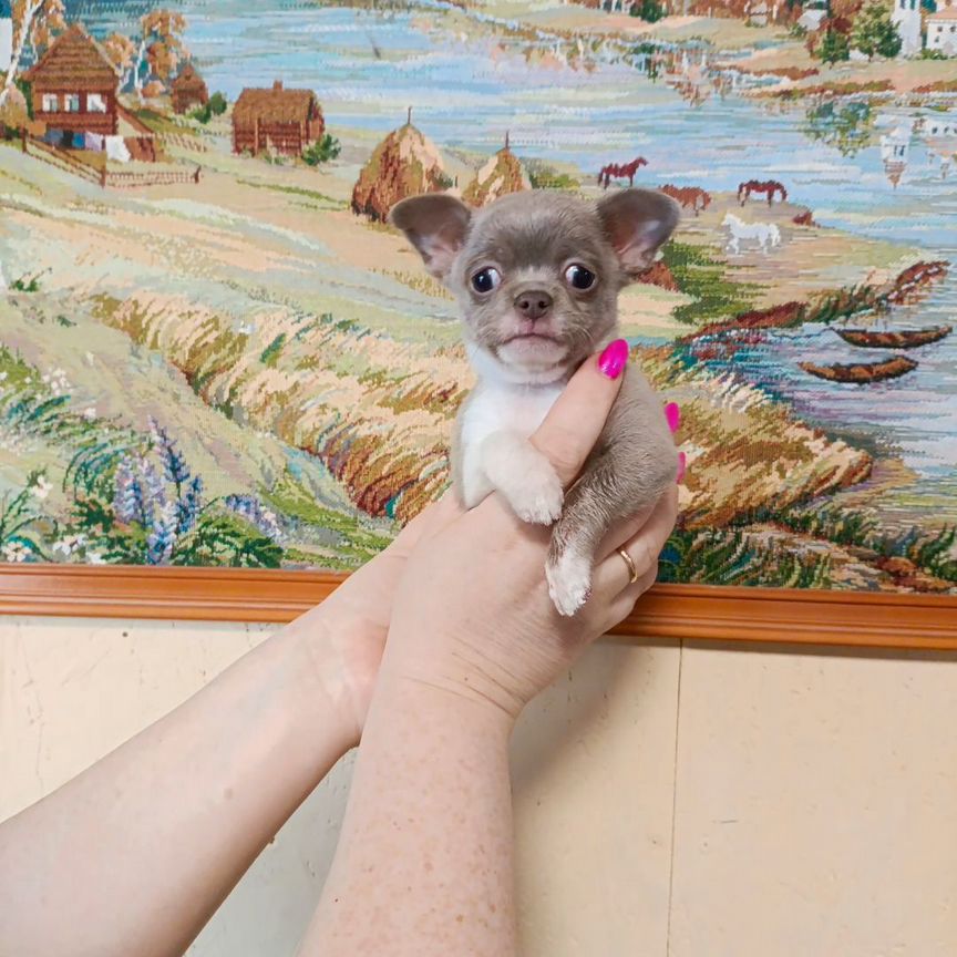 Чихуахуа мини мальчик