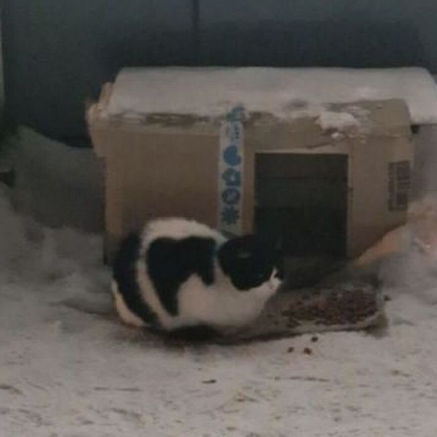 Взрослый кот в добрые руки